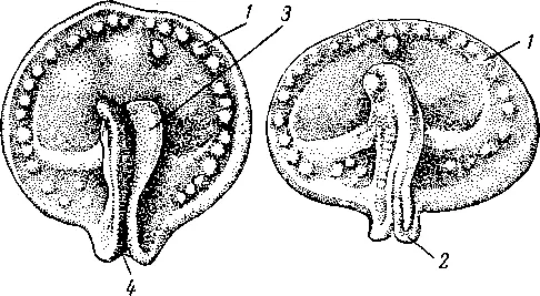 Embryonic disc ntawm shark ntses ntawm ntau theem ntawm kev txhim kho