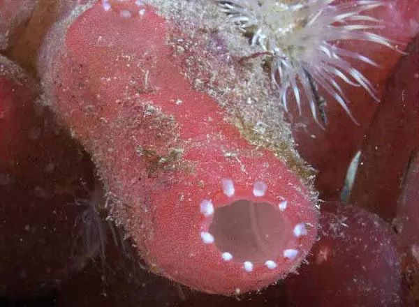 Útskilnaður, taugakerfi ascidians