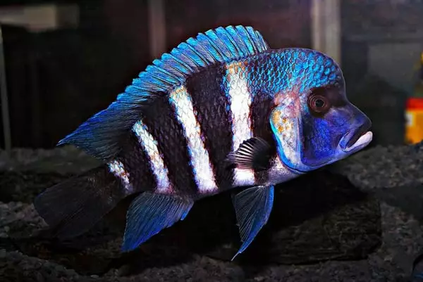 ایکویریم میں Cichlids