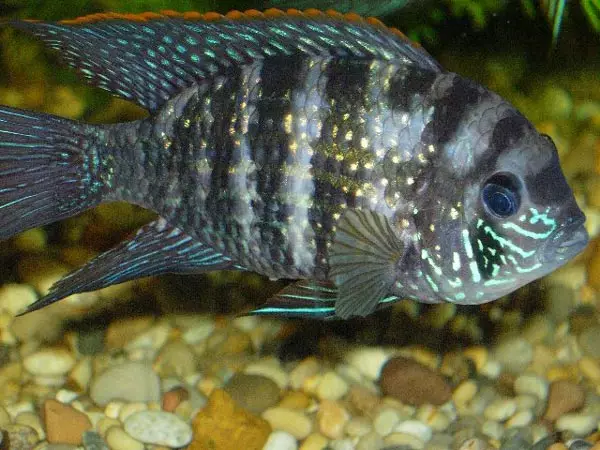 Acara bluish-spotted (Aequidens pulcher, lub ntsiab lus A. latifrons)