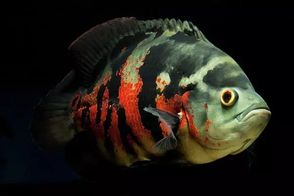 Astronotus (Astronotus ocellatus), edo Oscar