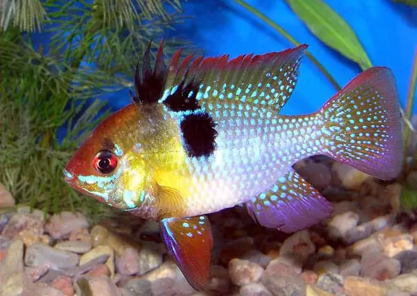 papiliochromis Ramirez (Papiliochromis ramirezi)