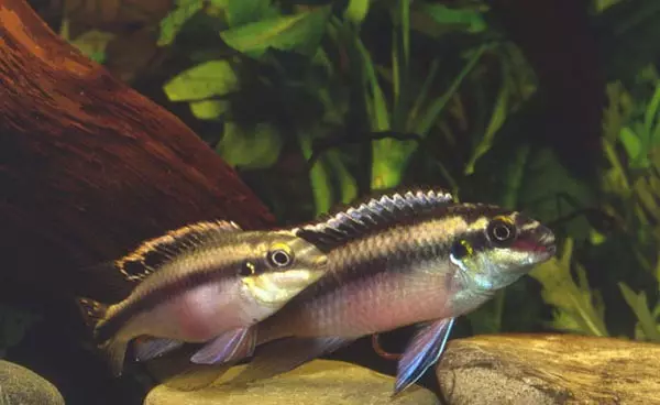 Papegoja (Pelvicachrorais pulcher, föråldrad Pelmatochromis kribensis)