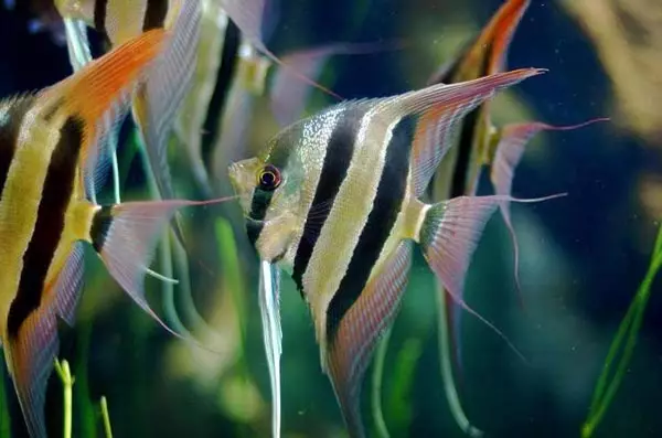 Pterophylum altum