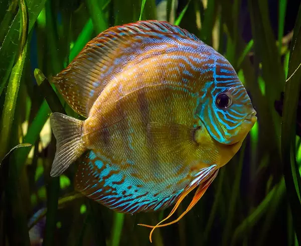 Ntsuab discus (S.A. Aequifasciatus)