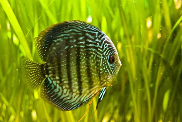 Discus e putsoa (S. a. Haraldi)