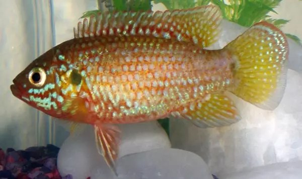 Cichlids بڑی ، بڑے پیمانے پر مچھلی ہیں