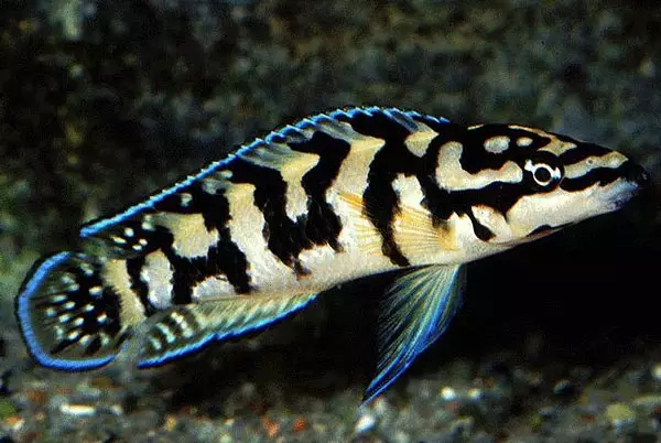 Afrika ko'li cichlids