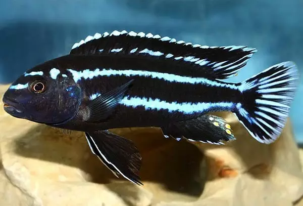 Melanochromis johanni (Melanochromis johanni)