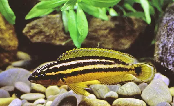 Urrezko loroa (Julidochromis ornatus)