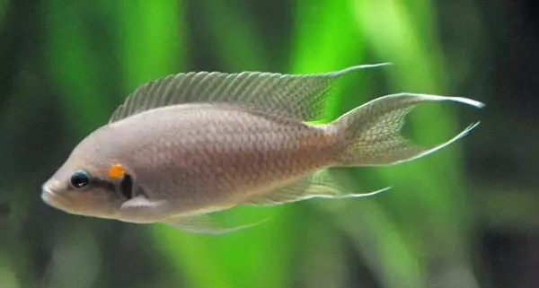 برونڈی کی شہزادی (Lamprologus brichardi)