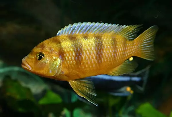 Psevdotrof Lombardoy (Pseudotropheus lombardoi)