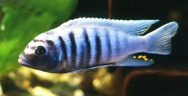 Qoaha ea Pseudotropheus (Pseudotropheus zebra)