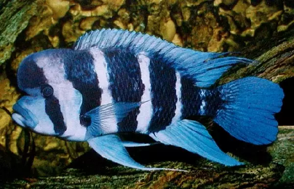 Tanganikako erregina edo Cyphotilapia frontosa