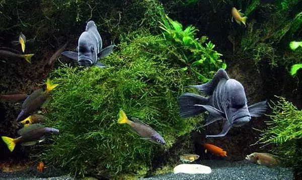 ایکویریم میں Cichlids 350_4