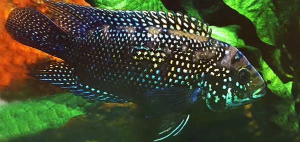 ایکویریم میں Cichlids 350_8