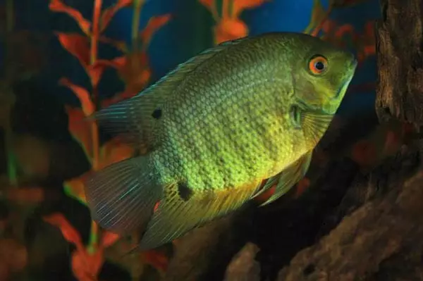 Tsikhlazoma severum (C. severum)