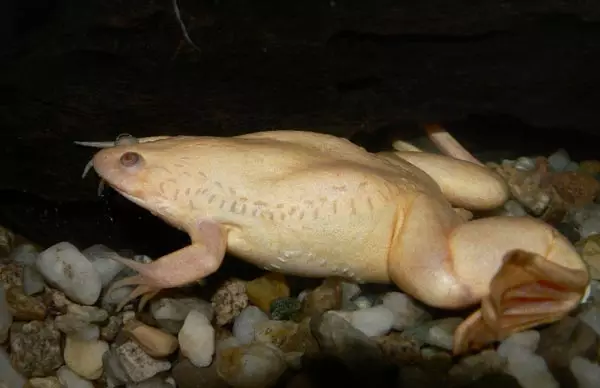 שפּור זשאַבע (Xenopus laevis)