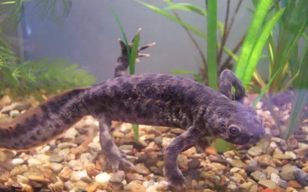 Spiny newts