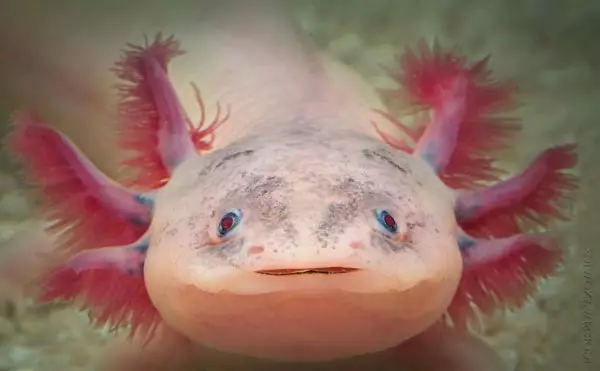 Coinnigh in uisceadáin agus axolotls.