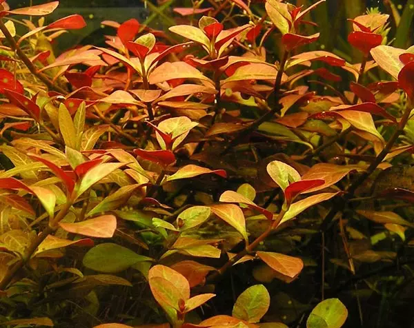 Ludwigia