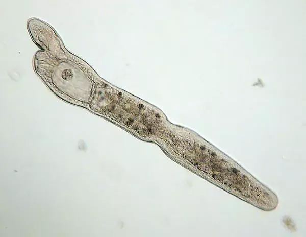 Turbellaria (Turbellaria, kab laug sab ciliated) - parasites ntawm thoob dej yug ntses ntses