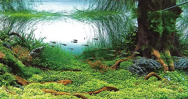 水生植物に関するアクアリストの質問