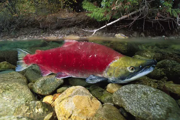 Cambios de apareamiento en peces