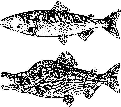 Алсу лососьта токым үзгәреше Oncorhynchus gorbuscha (лососьтан)