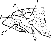 Diagrama da estrutura do saco olfatório do lagarto