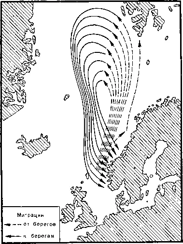 Esquema de migracions anuals d'areng adult des de i cap a les costes de Noruega