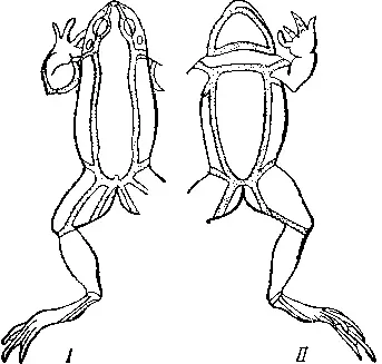 Frog lymphatic sacs