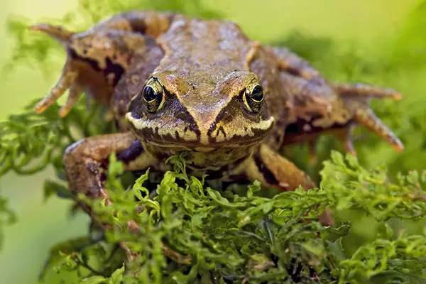 A béka vállövének szerkezete