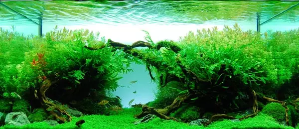 Wéi vill Planzen sollten am Aquarium sinn?