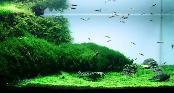 植物の数と種類を魚の数と種類とどのように関連付けるのですか？