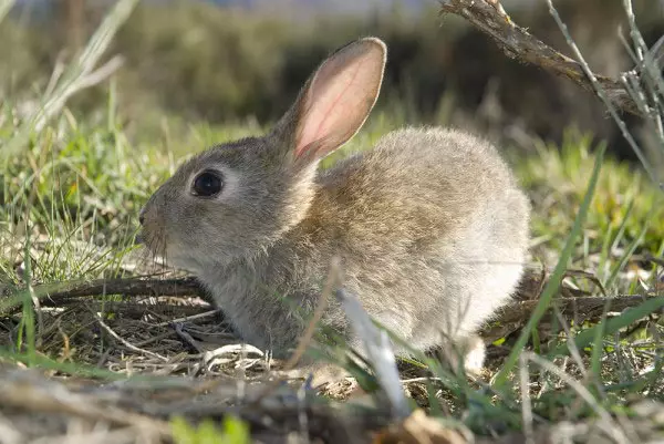 Squelette de lapin