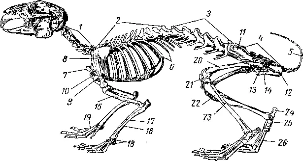 Bộ xương thỏ