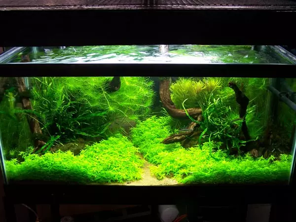 Kedu osisi ị nwere ike ịkwado maka ndị na -amalite aquarists?