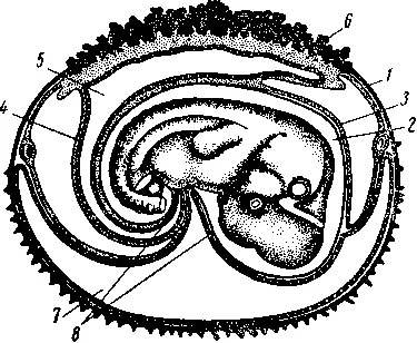 Ang kuneho nga embryo sa katapusan sa ikanapulo ug duha nga adlaw