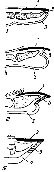 Longitudinal tipiina i le tamatamailima o mammals