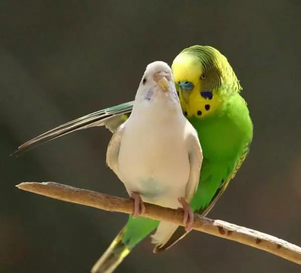 ברידינג פייגל