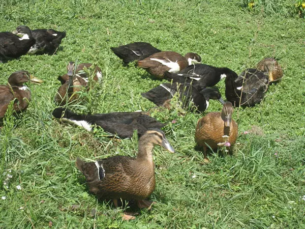 L'importance économique des oiseaux