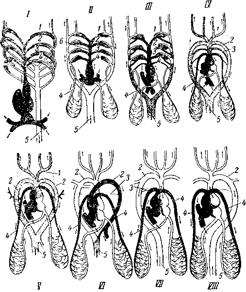 Atụmatụ mgbasa mgbasa na mgbanwe na akwara alaka na vertebrates dị iche iche