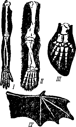 Mga forelimbs ng mammal