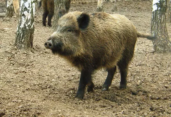 Domesticatie van varkens