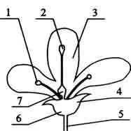 1 - stamen, 2 - pistil, 3 - corolla petal, 4 - sepal, 5 - peduncle, 6 - ibi ipamọ, 7 - ẹyin.