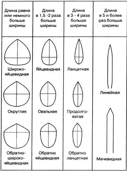 Шаклҳои баргҳои барг.