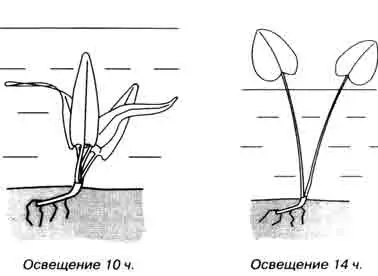 Эхинодорус Бертер