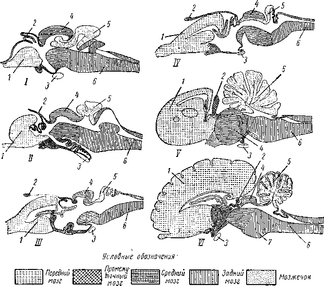 Ontwikkeling van het chordaatzenuwstelsel 3973_5