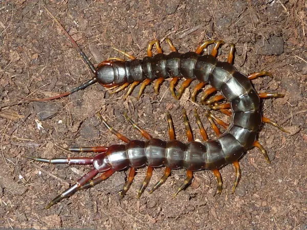 Terga scolopendra zatiak batzea